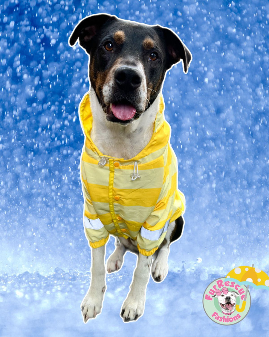 Georgie Yellow Stripes Rain Jacket for Dogs Fun Costume | FurRescue ...